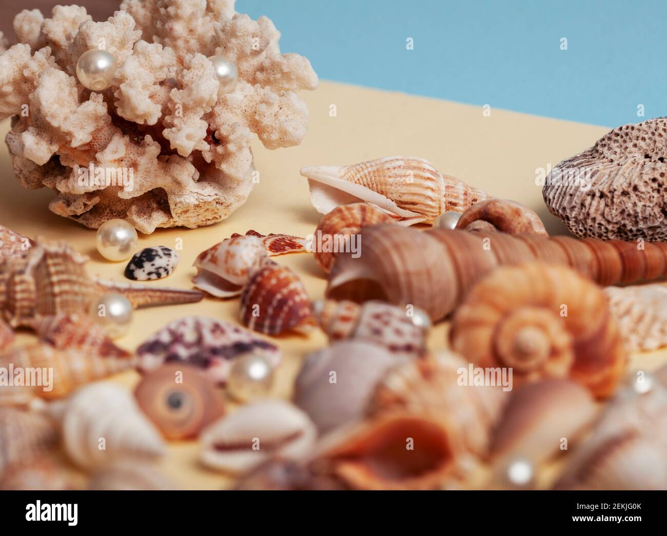 a lot of different empty sea shells on yellow background, macro details ...