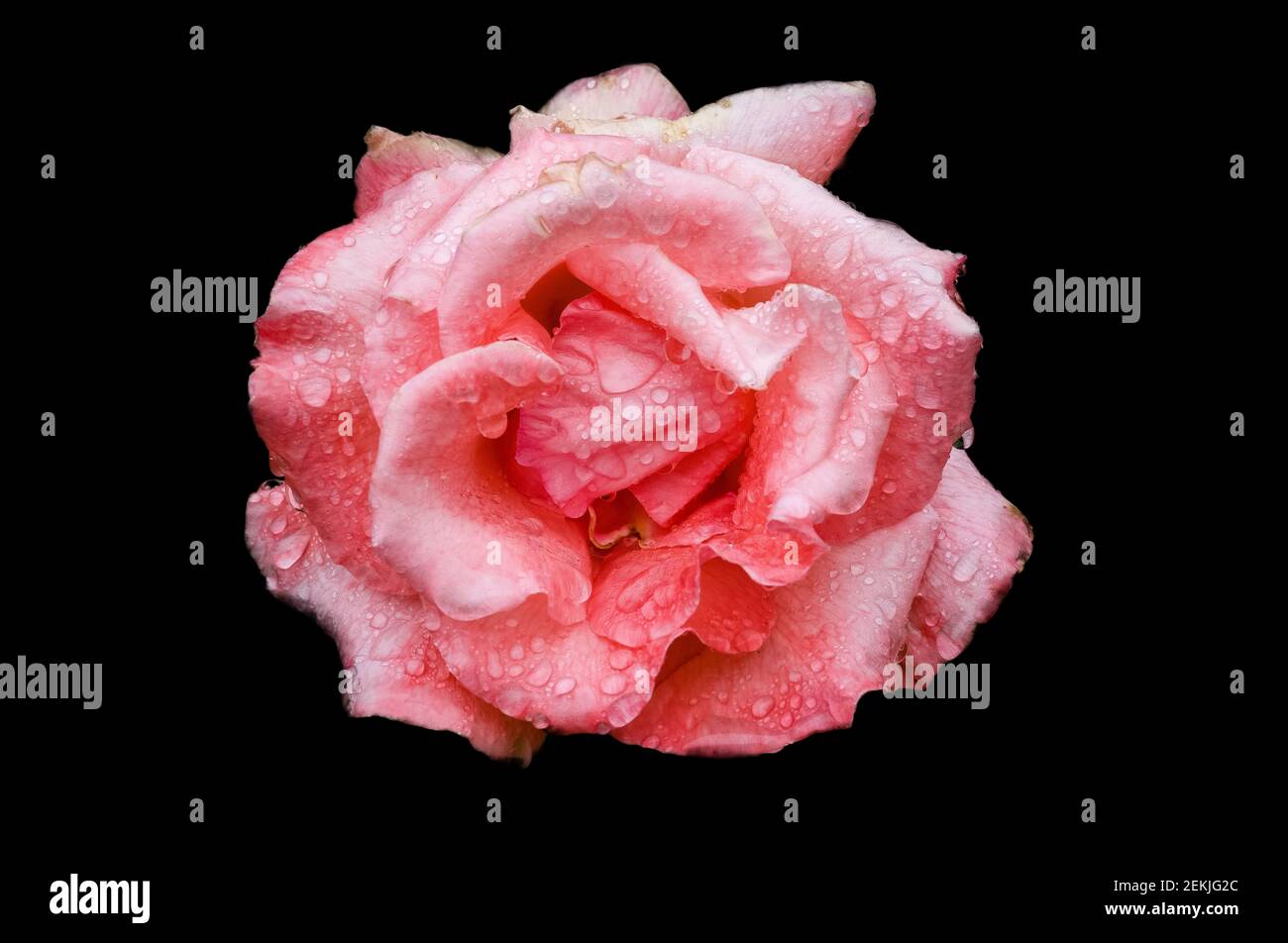Dew covered pink rose head in black background Stock Photo - Alamy