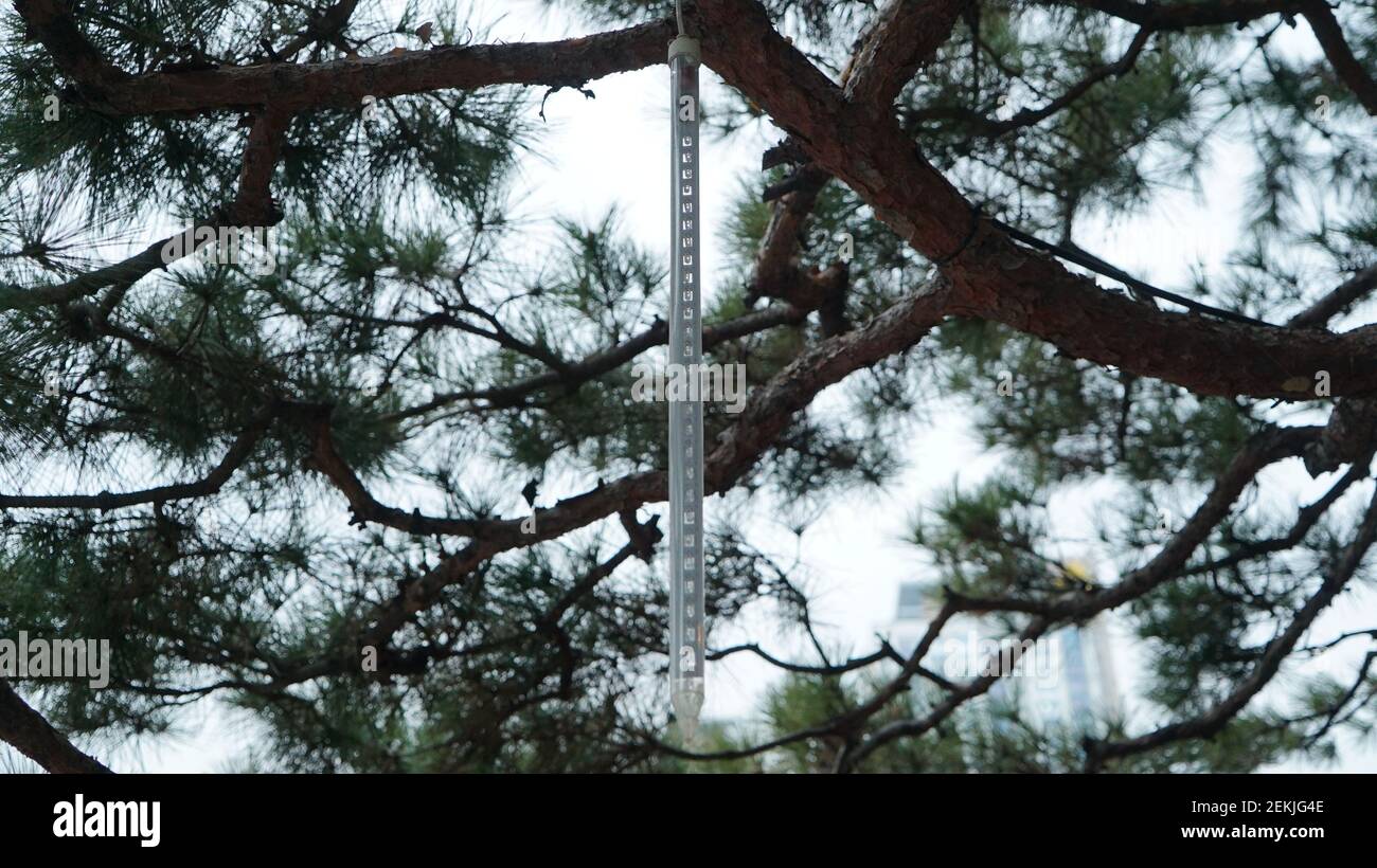Long Lamp Hanging on the Pine Tree Stock Photo - Alamy