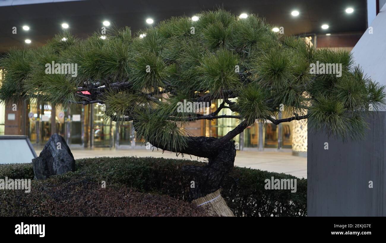 Bonsai pine tree hi-res stock photography and images - Alamy