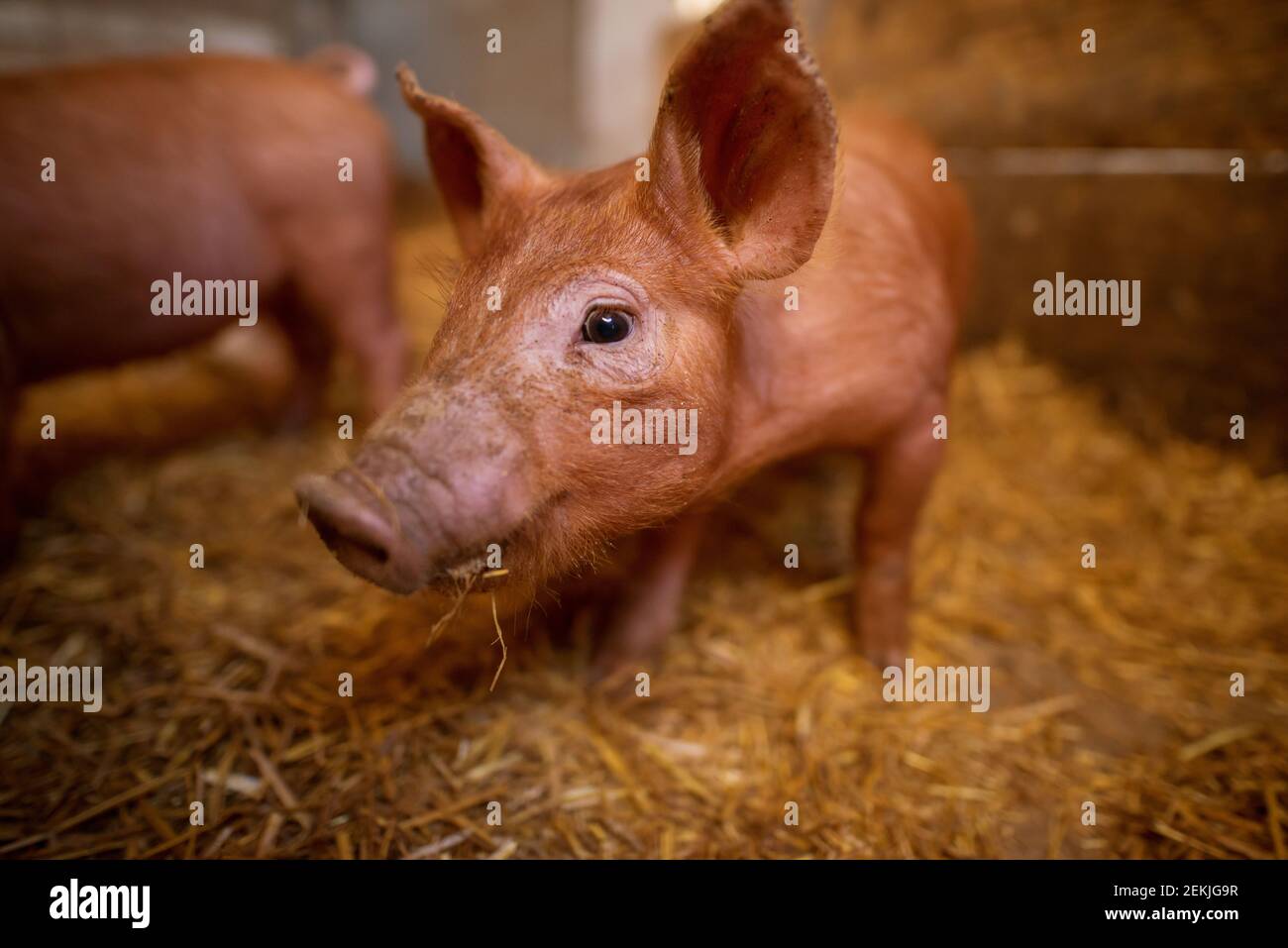 Shallow depth of field pig portrait at pigsty. Pig farm. Group of pigs ...