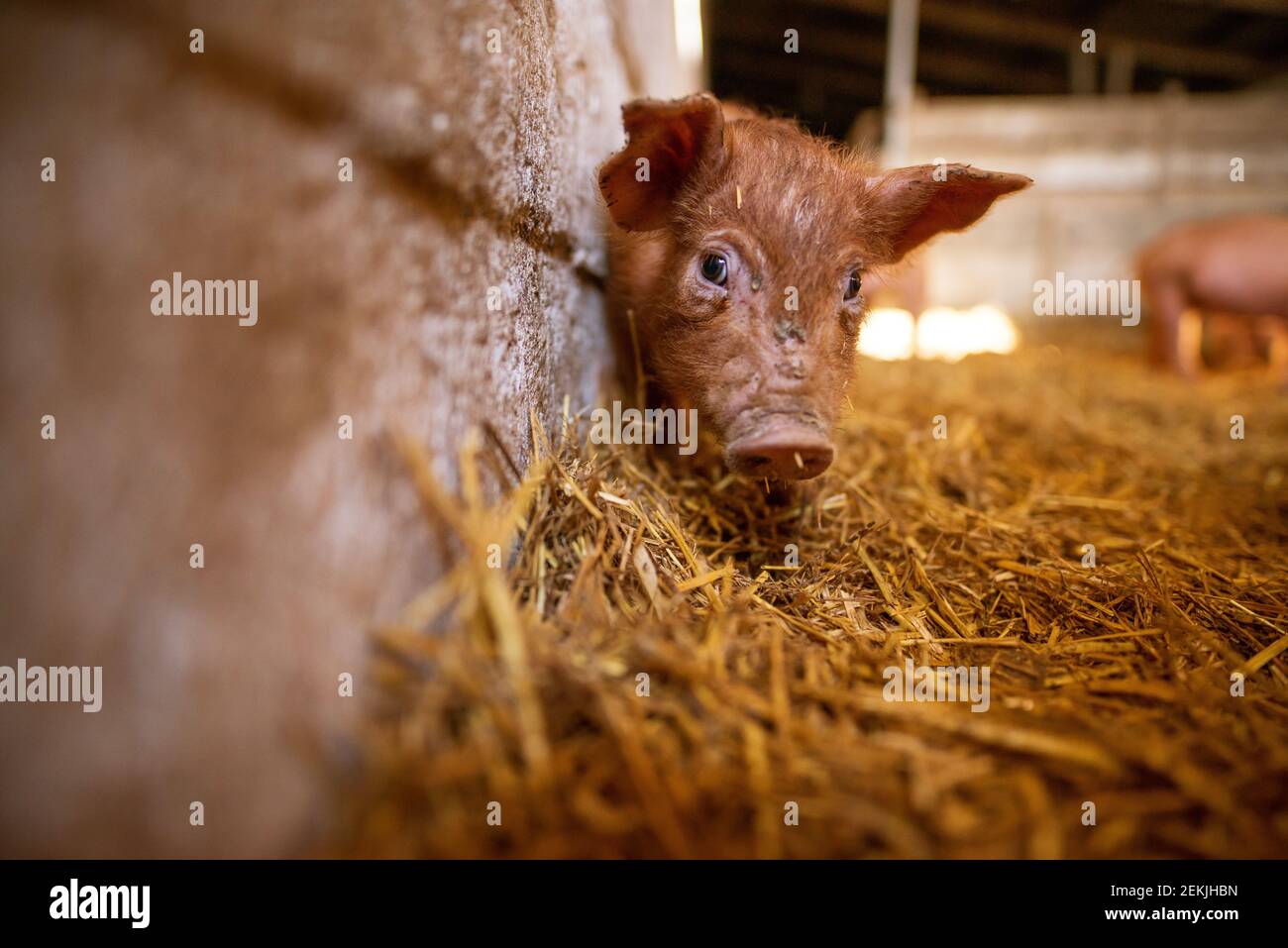 Shallow depth of field pig portrait at pigsty. Pig farm. Group of pigs ...