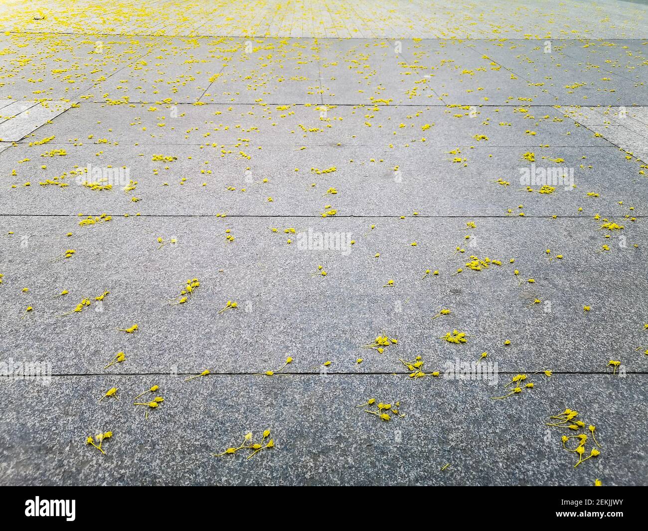 Gray concrete path with colorful flowers and leaves of tree Stock Photo ...