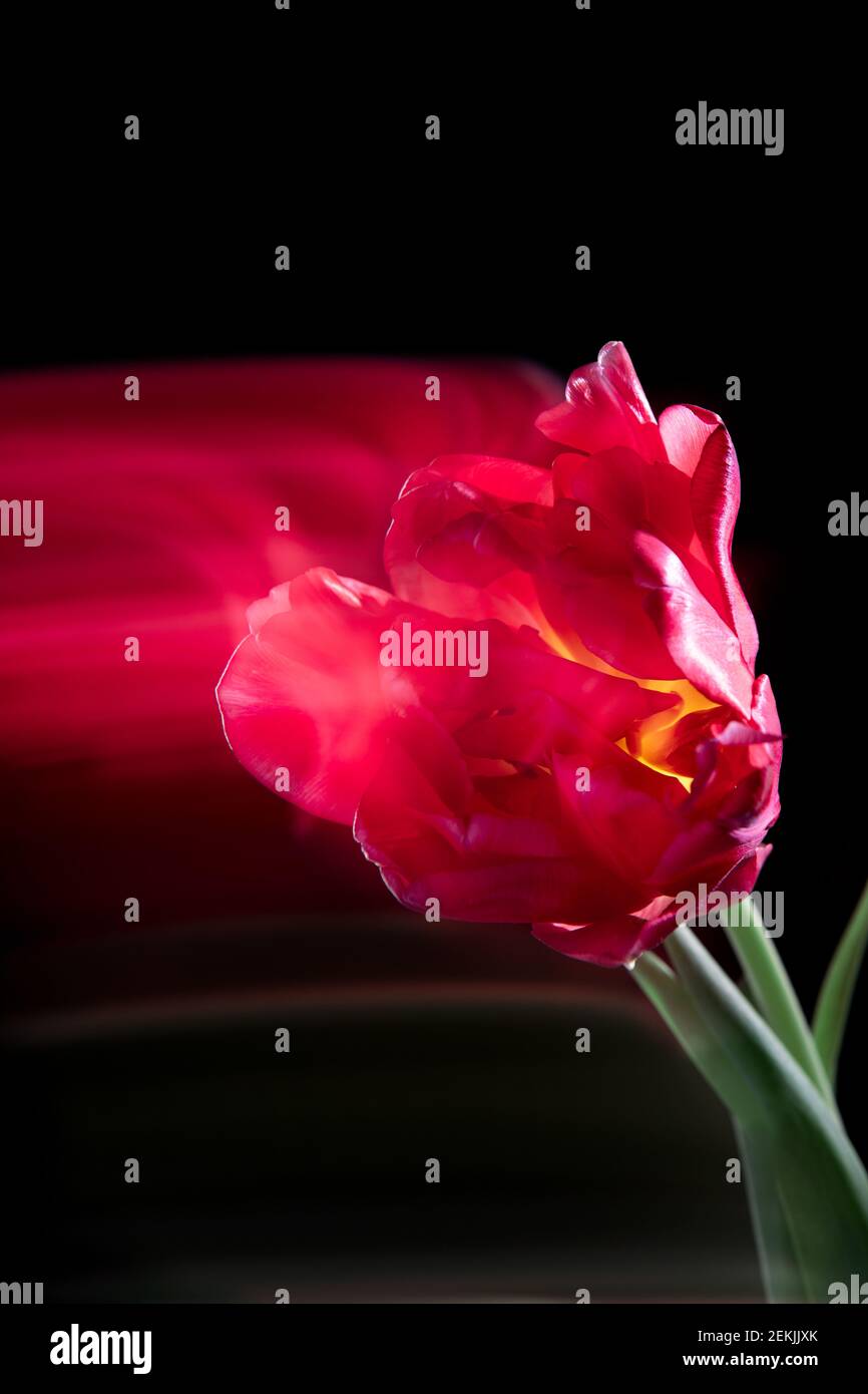 Red tulip flower with long exposure Stock Photo - Alamy Red tulip flower with long exposure Stock Photo - Alamy