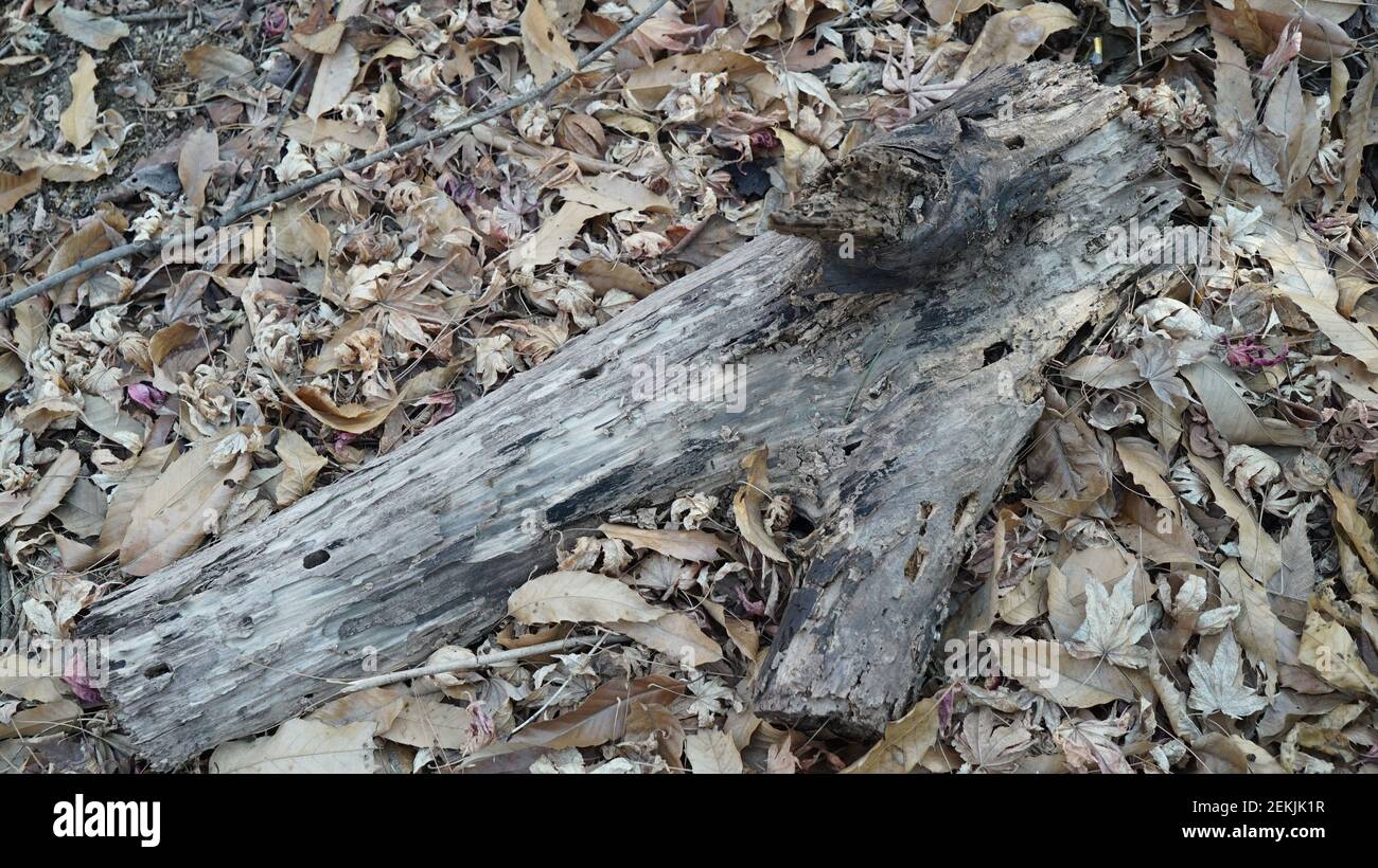 Dry Logs and Fallen Leaves on the Winter Mountain Ground Stock Photo ...