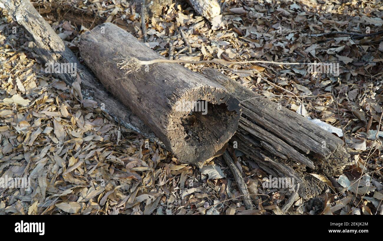 Dry Logs and Fallen Leaves on the Winter Mountain Ground Stock Photo ...