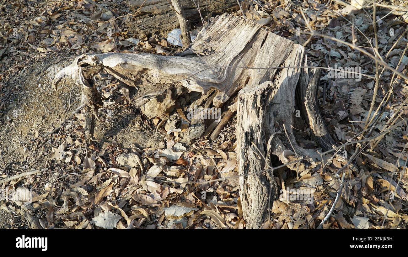 Dry Tree Stump and Fallen Leaves on the Winter Mountain Ground Stock ...