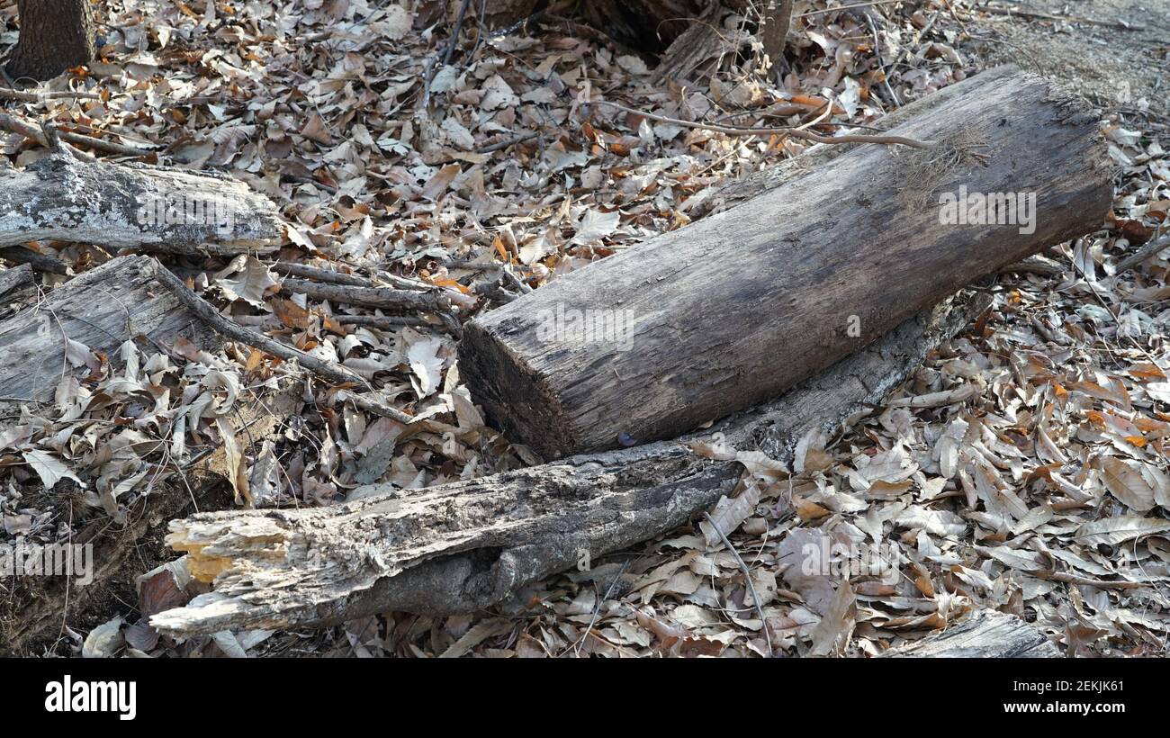 Dry logs on ground hi-res stock photography and images - Alamy