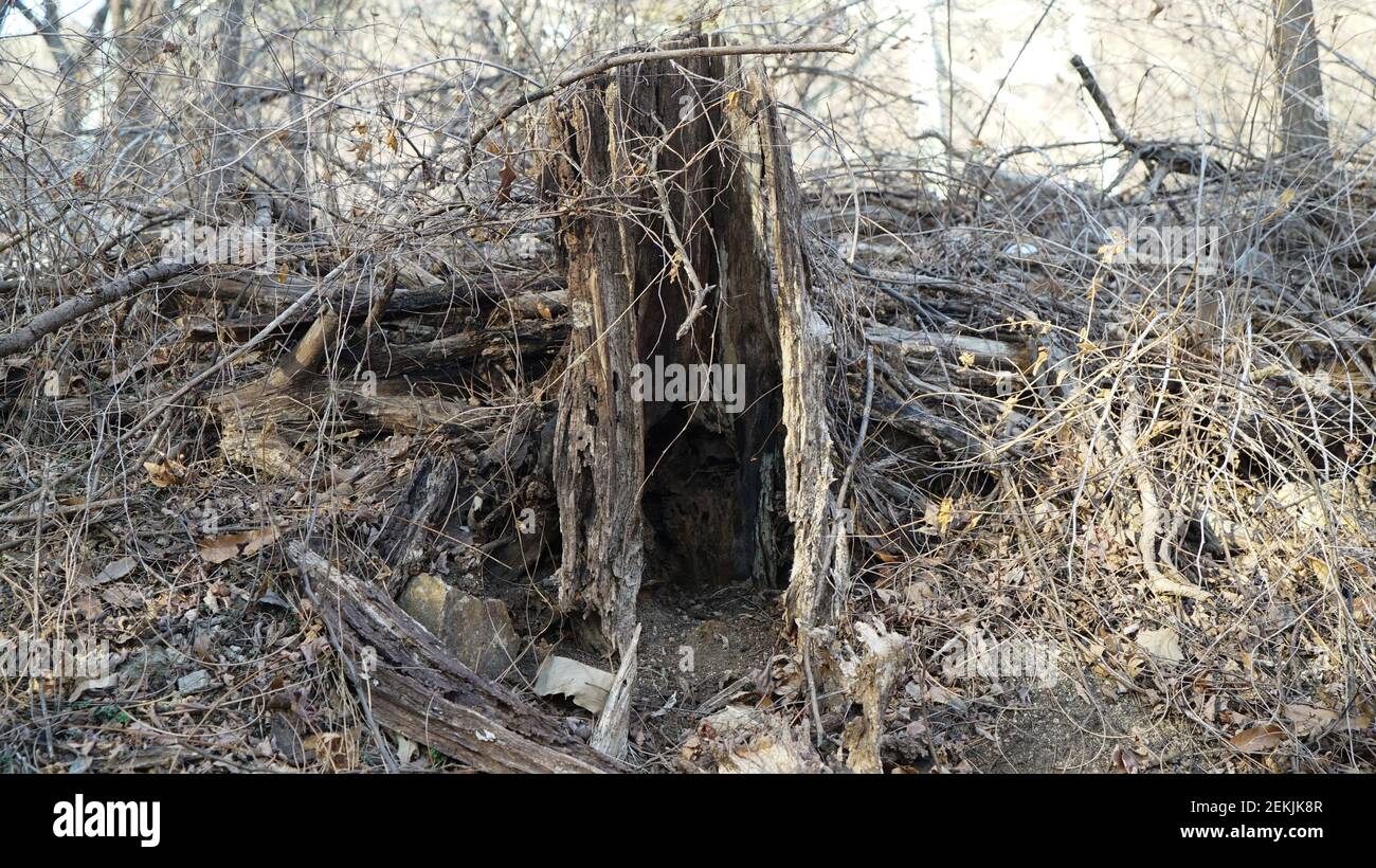 Cracked log hi-res stock photography and images - Alamy