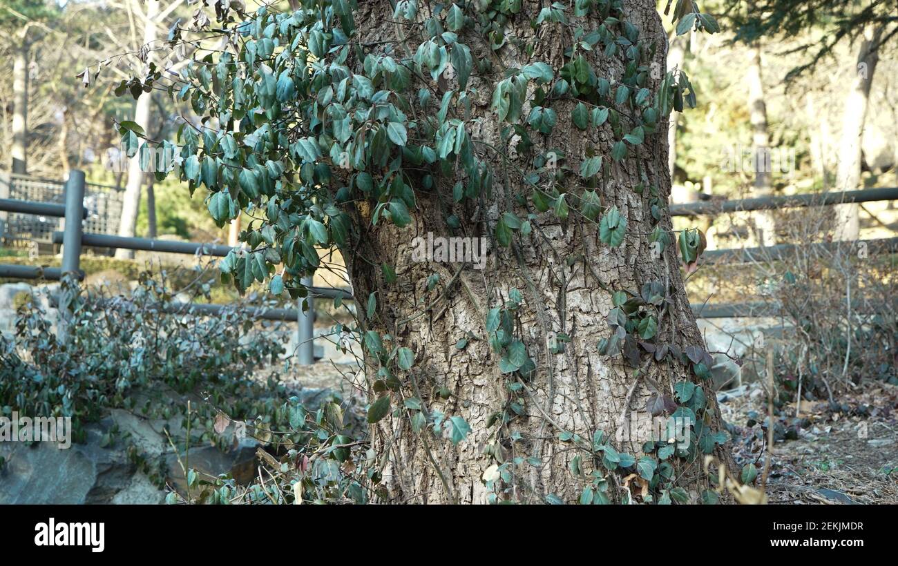 A Large Tree Surrounded by Small Vine Trees Stock Photo - Alamy
