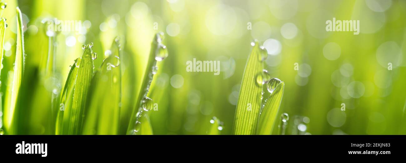 Wet spring green grass backround with dew lawn natural. beautiful water ...