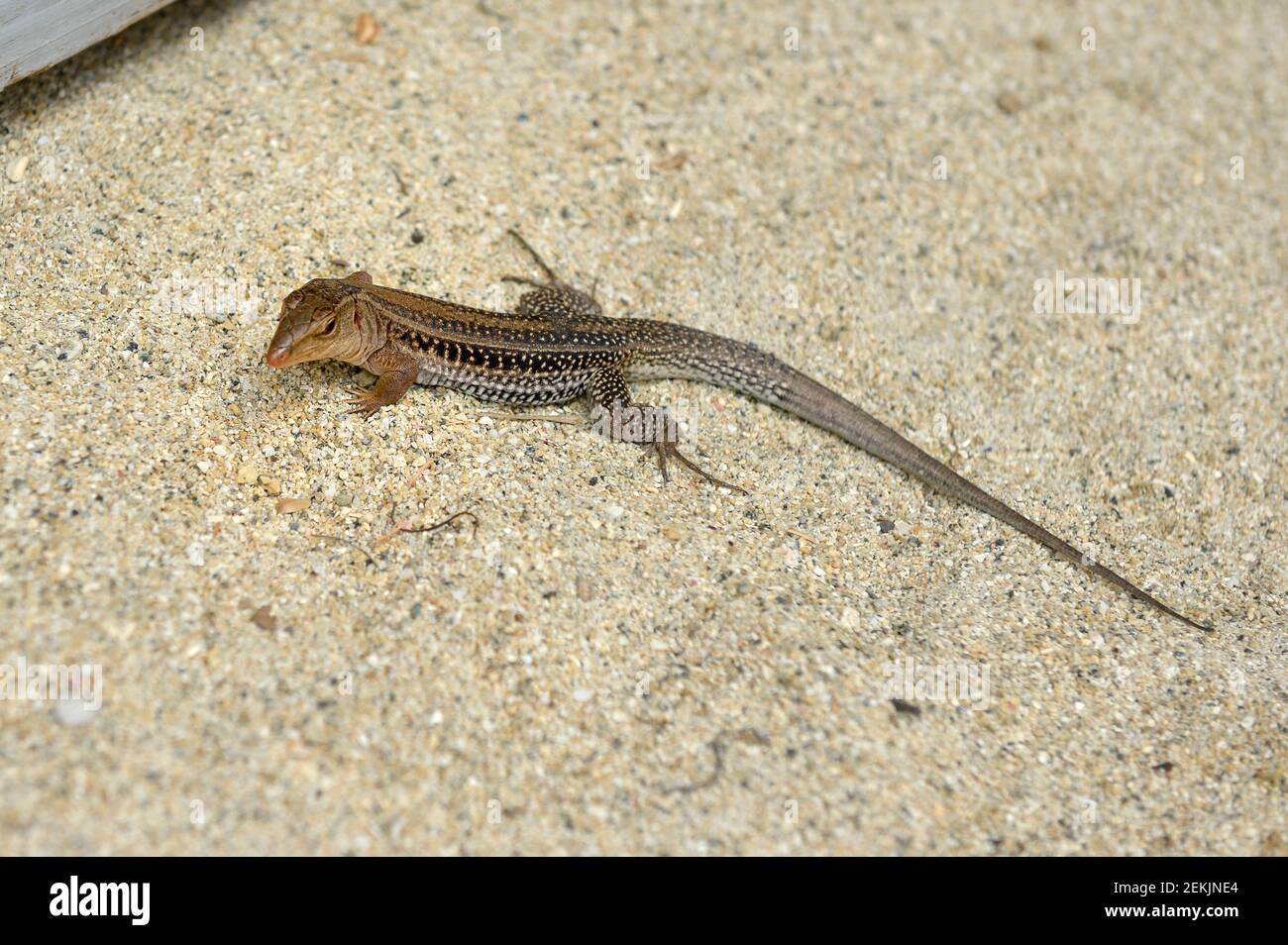 The Puerto Rican Ground Lizard or Common Puerto Rican Ameiva (Ameiva ...