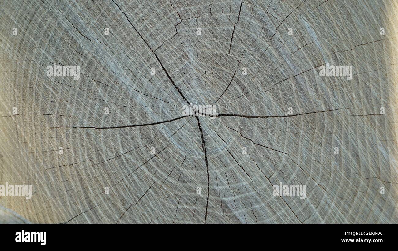 Dry Log Cross Section Close up Texture Stock Photo - Alamy