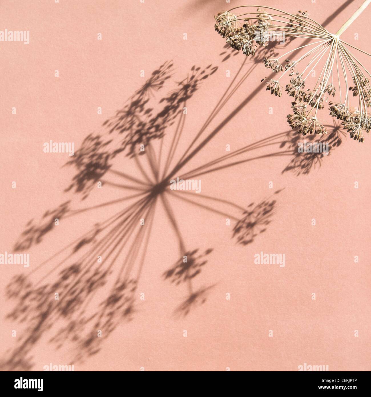 Floral background with dried flower sunlight shadow Stock Photo - Alamy