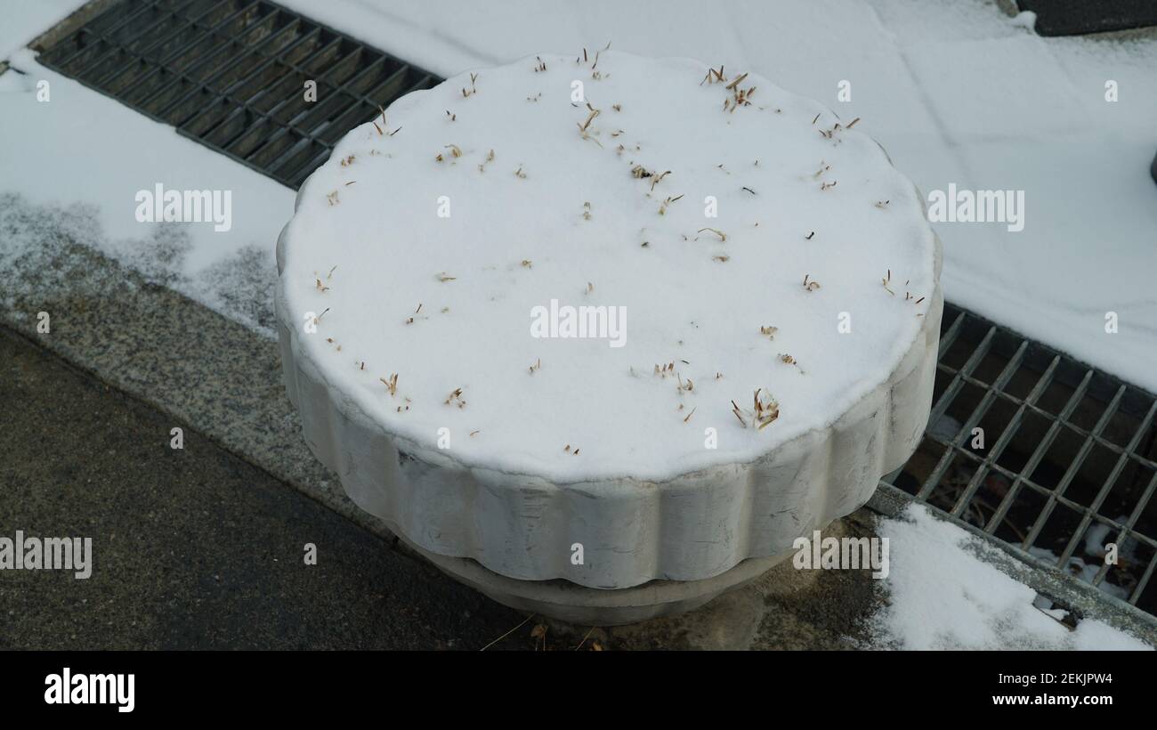 Snow Covered Empty Flower Pots on the Winter Street Stock Photo - Alamy