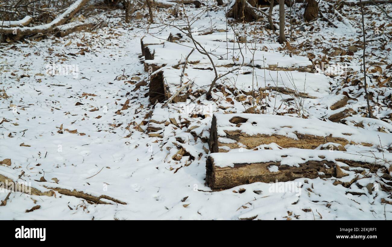 Wallpaper with branches in snow hi-res stock photography and images - Alamy