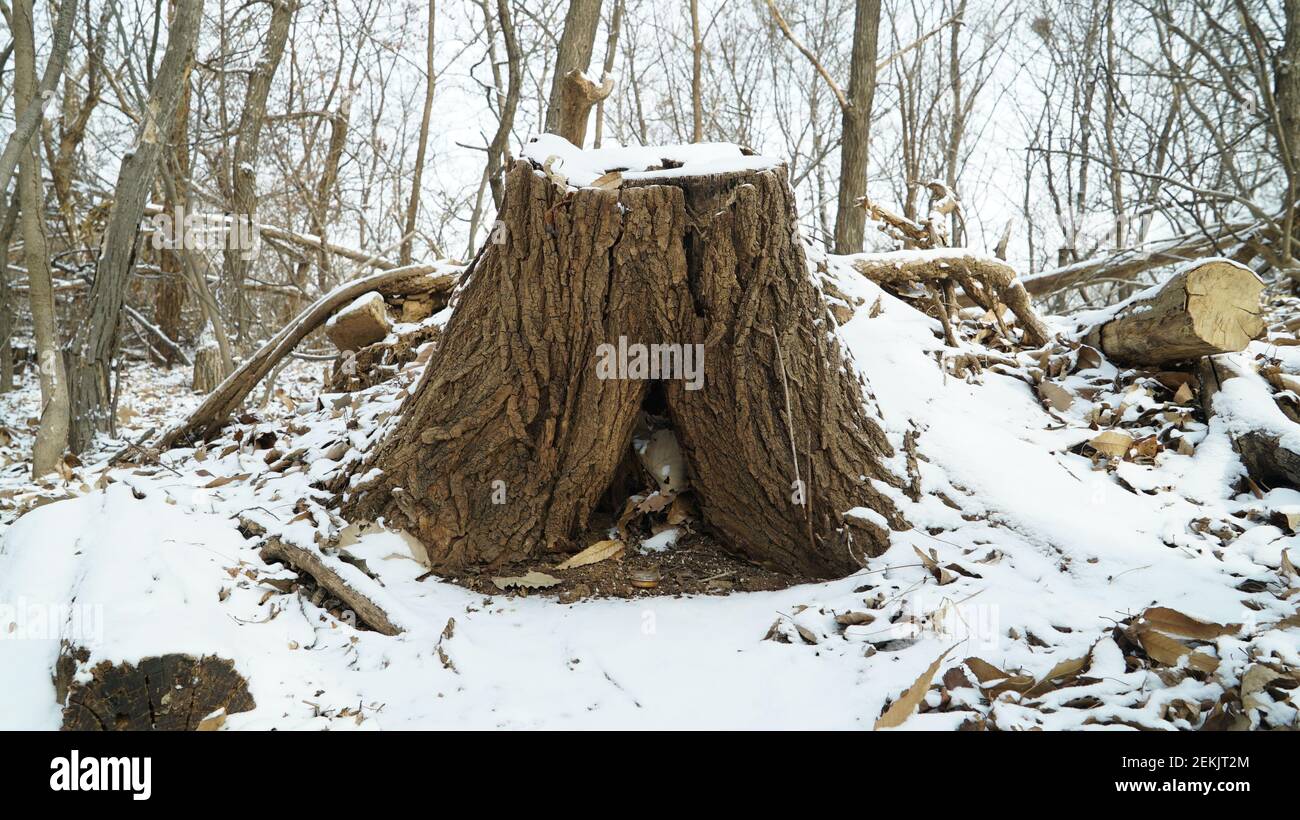 Frozen snow tree hi-res stock photography and images - Alamy