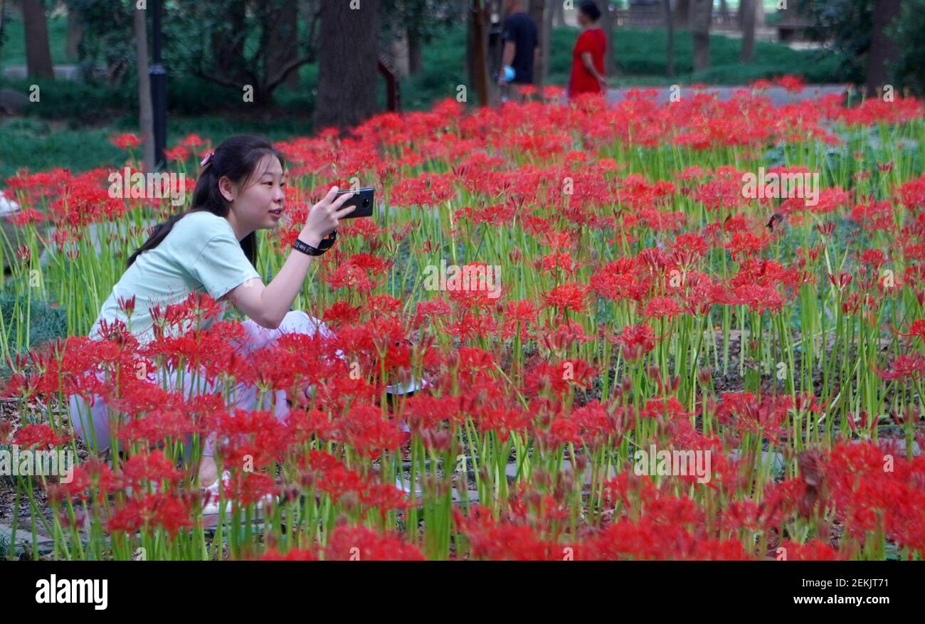 Higan flowers bloom, forming a fiery red sea of flowers, attracting a ...