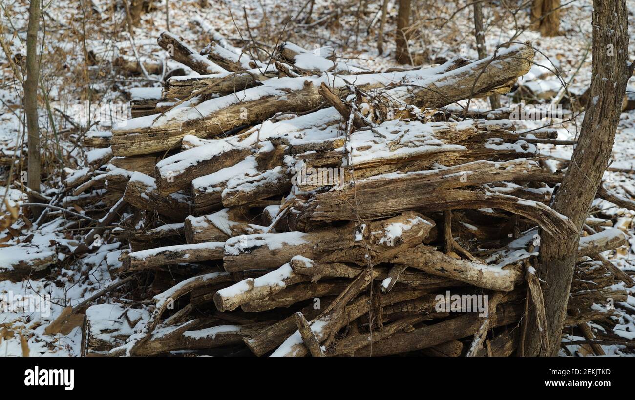 Tree debris hi-res stock photography and images - Alamy
