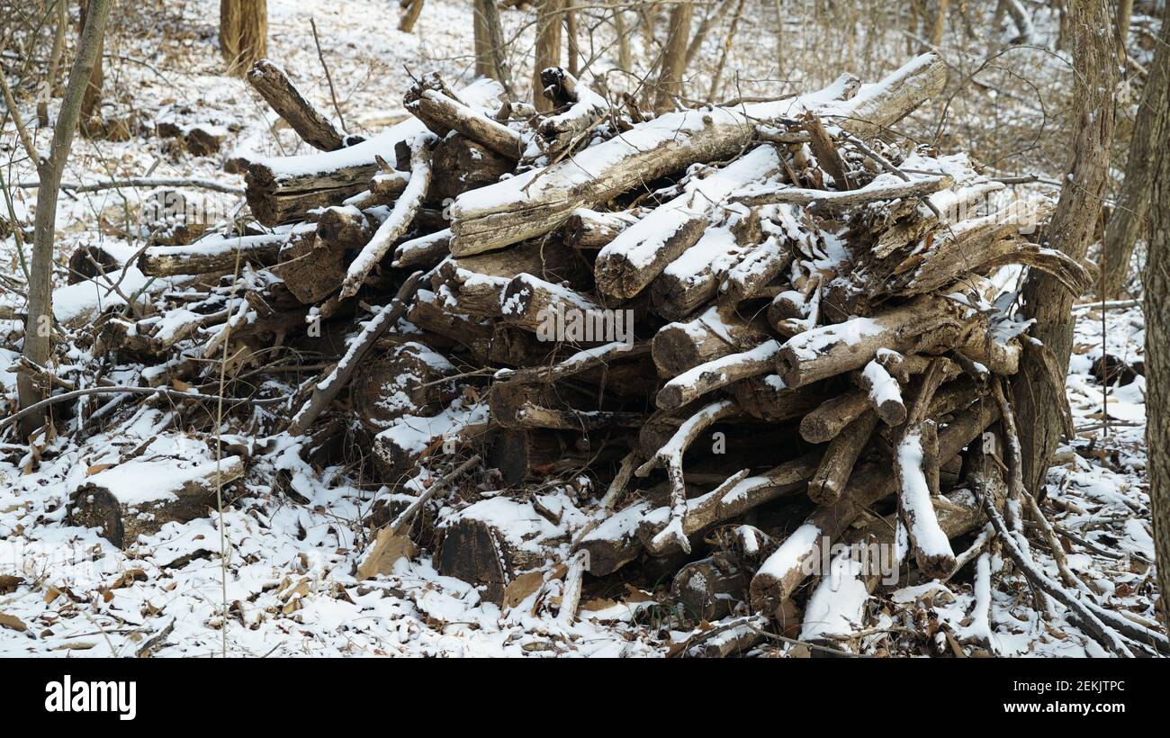 Tree pruning winter hi-res stock photography and images - Alamy