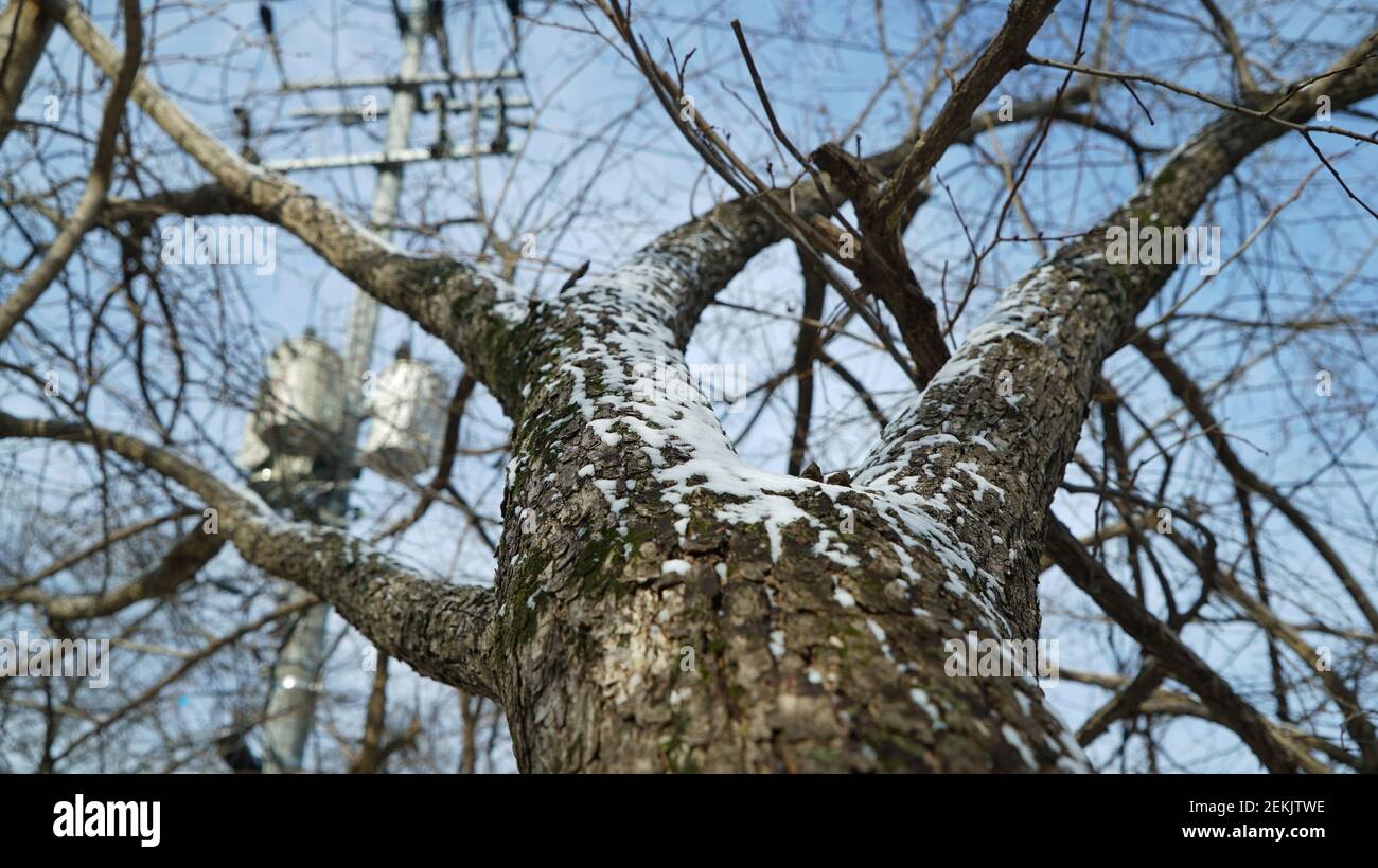 Dry Trees on the Snowy Mountain Forest Stock Photo - Alamy