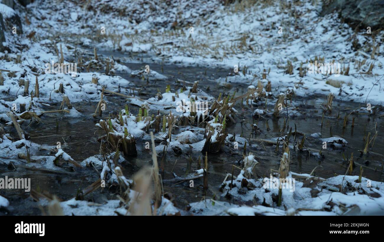 Snowy Rocks and Fallen Leaves on the Frozen Park Pond Stock Photo - Alamy