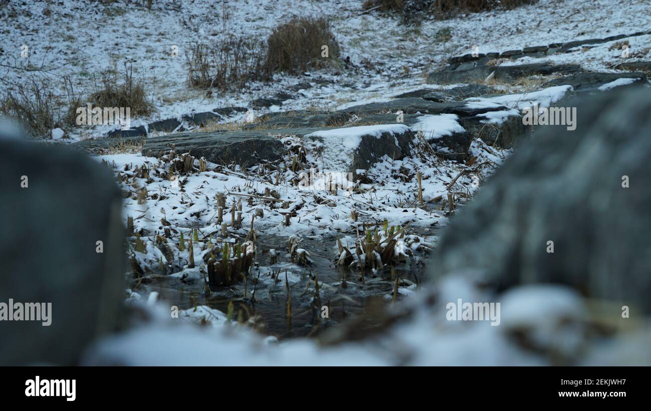 Snowy Rocks and Fallen Leaves on the Frozen Park Pond Stock Photo - Alamy