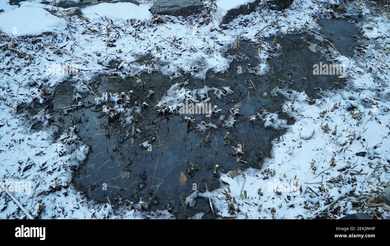 Snowy Rocks and Fallen Leaves on the Frozen Park Pond Stock Photo - Alamy