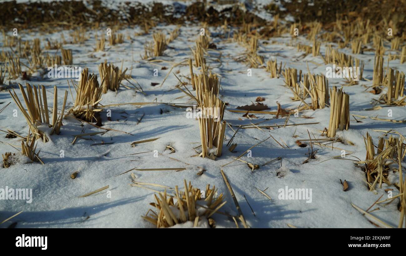 Cutting plants winter hi-res stock photography and images - Alamy