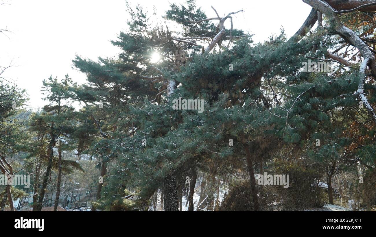 Cool Pine Trees in the Winter Mountain Forest Stock Photo - Alamy