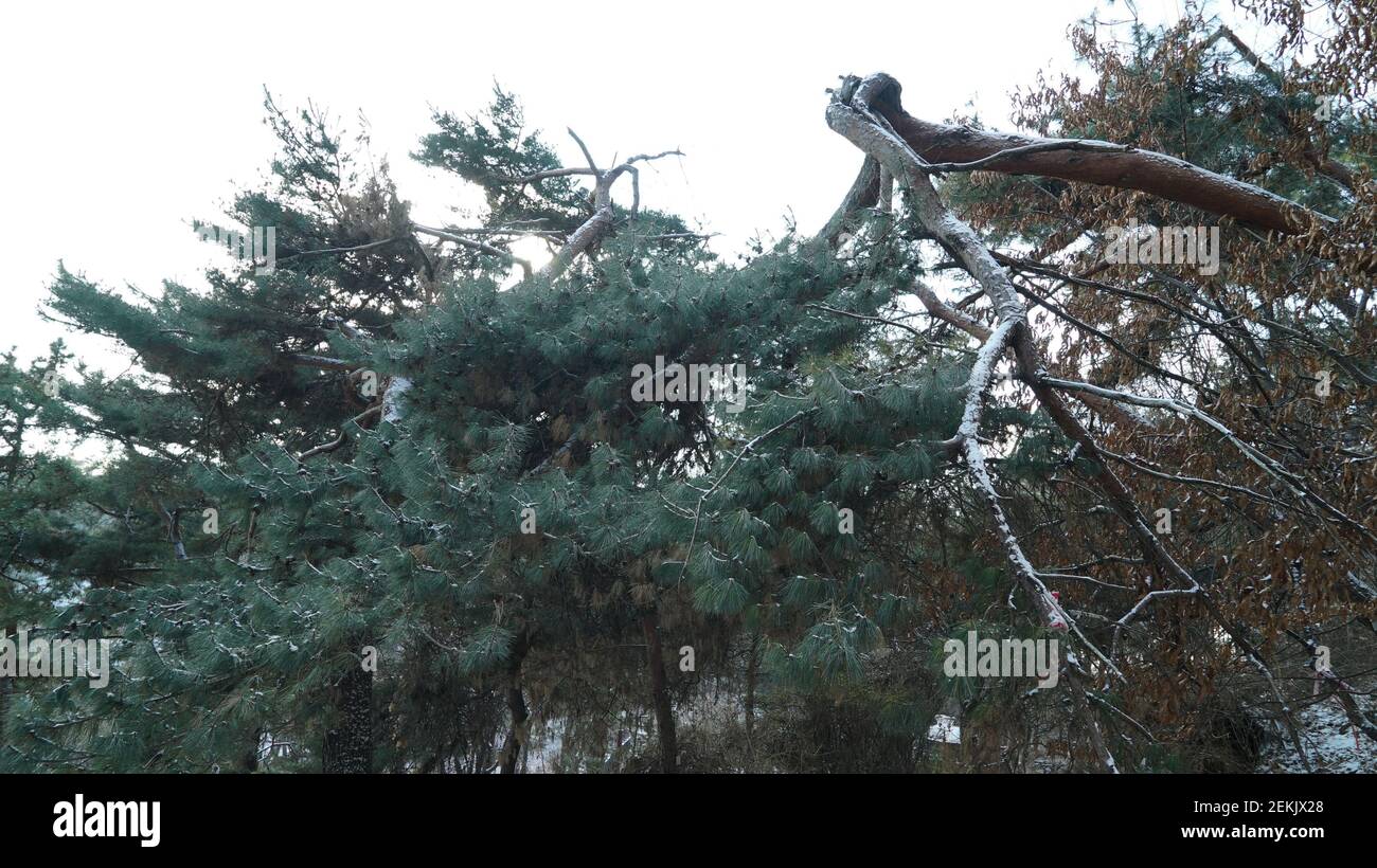 Pine trees forest mountain hi-res stock photography and images - Alamy