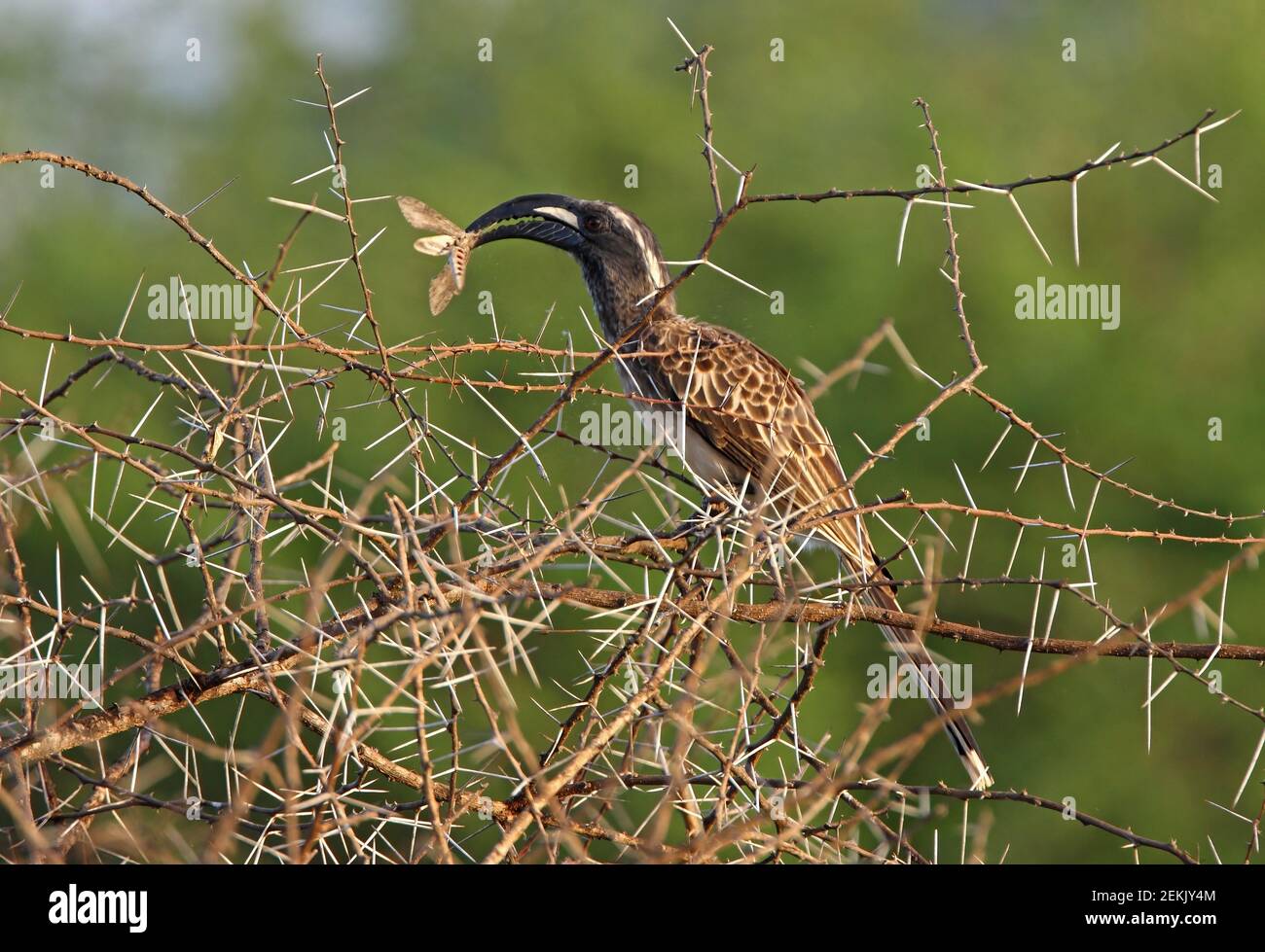 Haw moth hi-res stock photography and images - Alamy