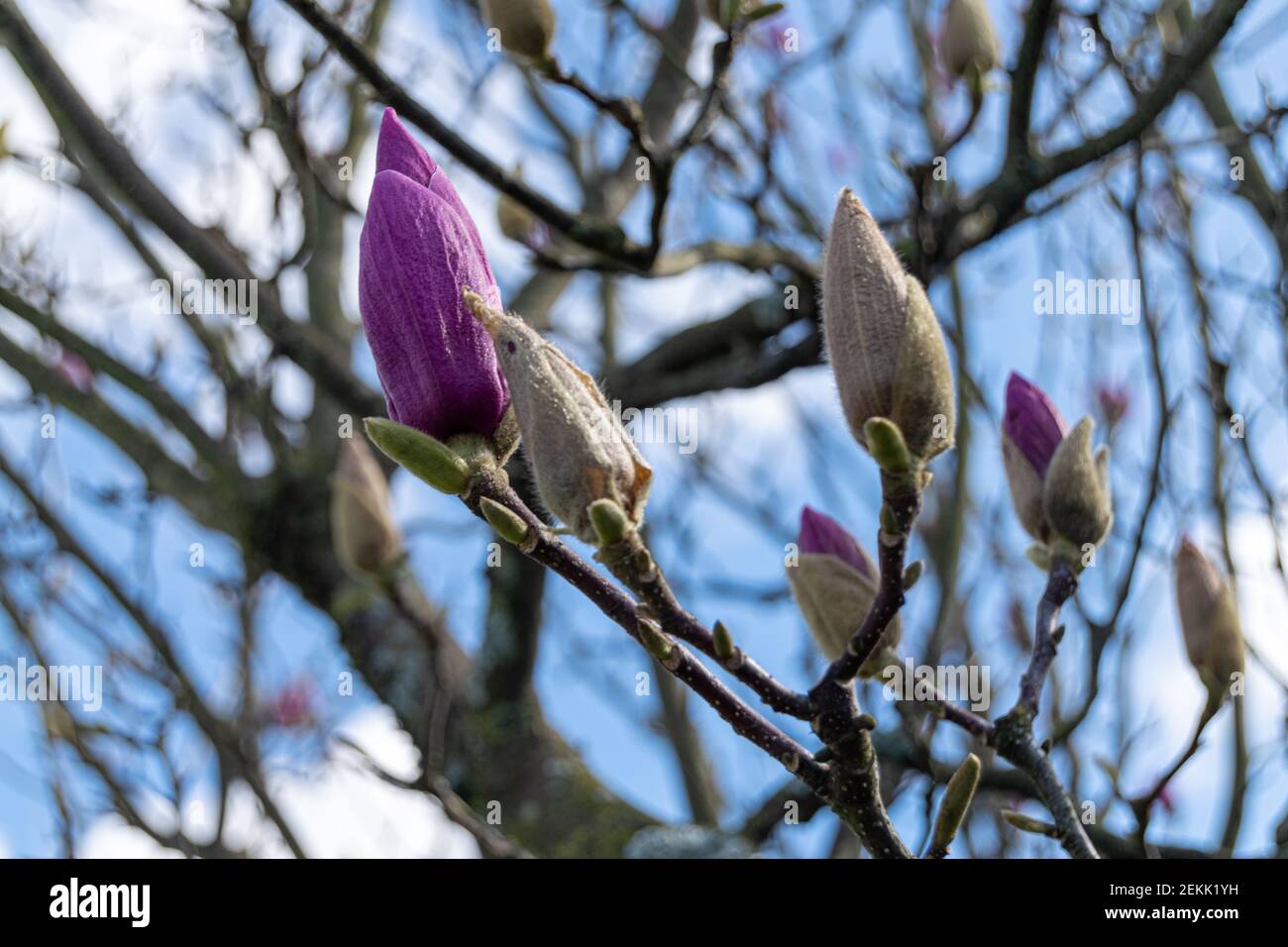 Magnolia flowering plant, magnolia purple or violet flowers Stock Photo ...