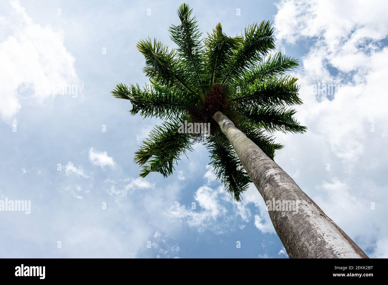 Cuban royal palms hi-res stock photography and images - Alamy