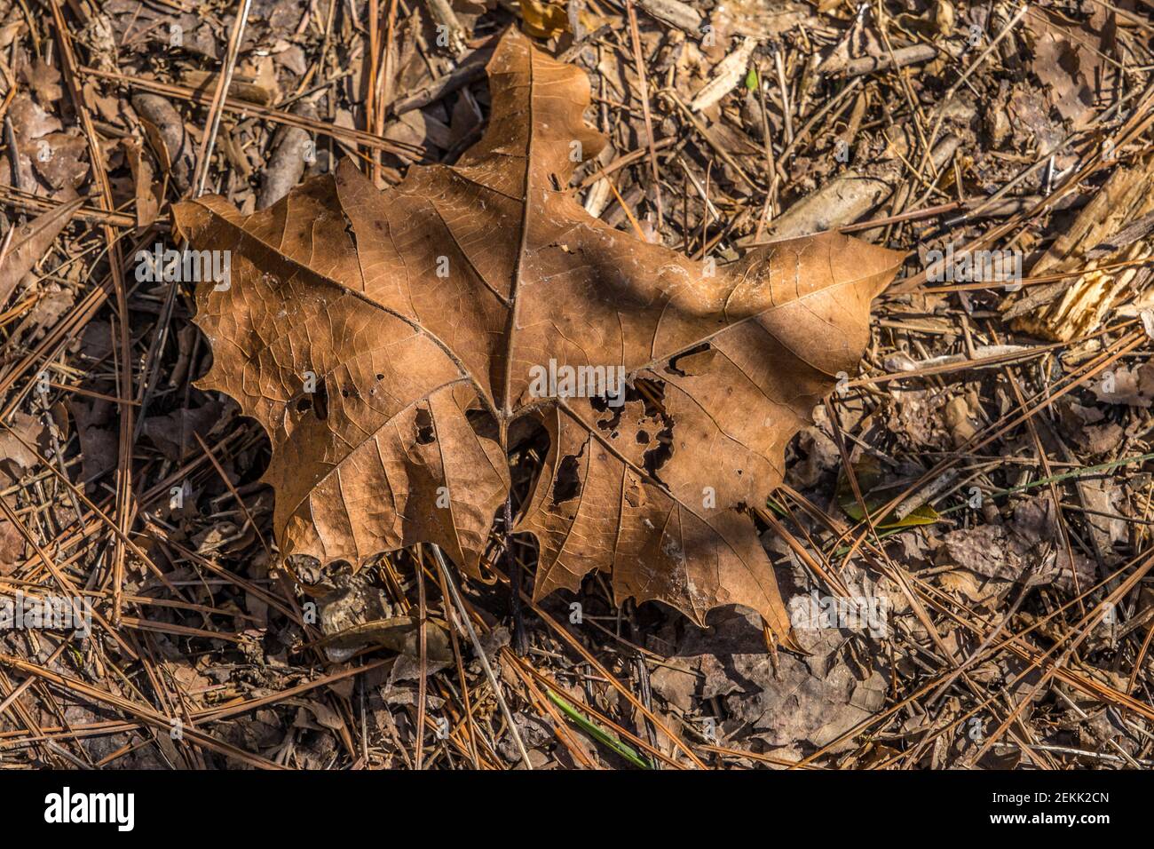 Woodland debris texture hi-res stock photography and images - Alamy