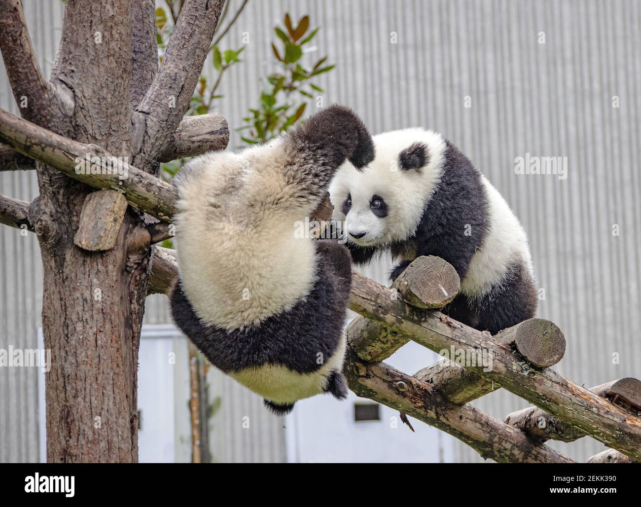 14 baby pandas born in 2019 celebrated their birthday together at the ...