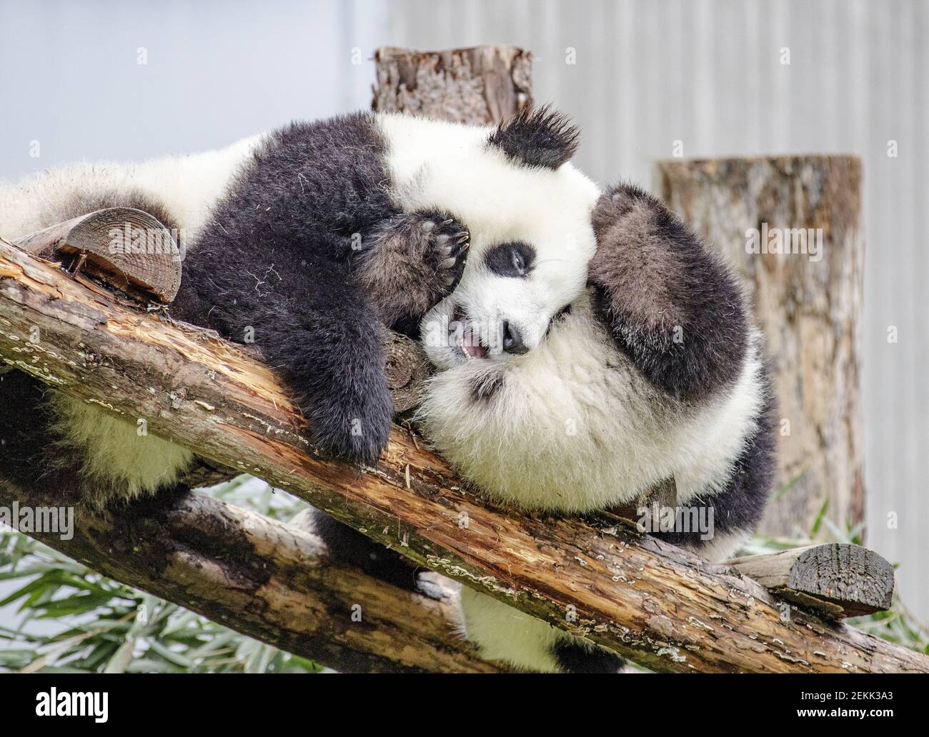 14 baby pandas born in 2019 celebrated their birthday together at the ...
