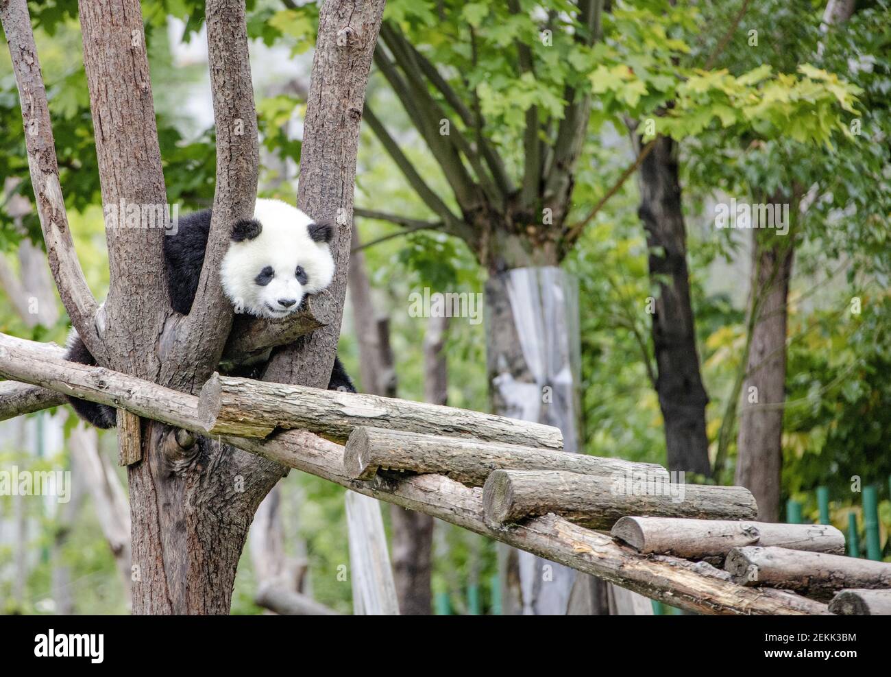 14 baby pandas born in 2019 celebrated their birthday together at the ...