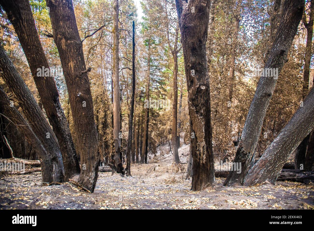 BONNY DOON, CALIFORNIA - SEPTEMBER 15: A general view of burned trees ...