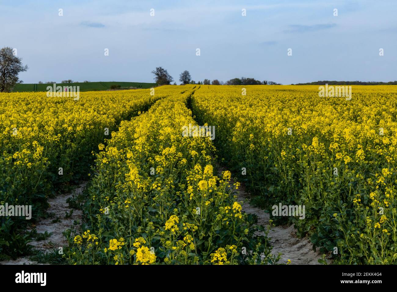 Huge field of Small yellow young colza flower with green stalks Stock ...