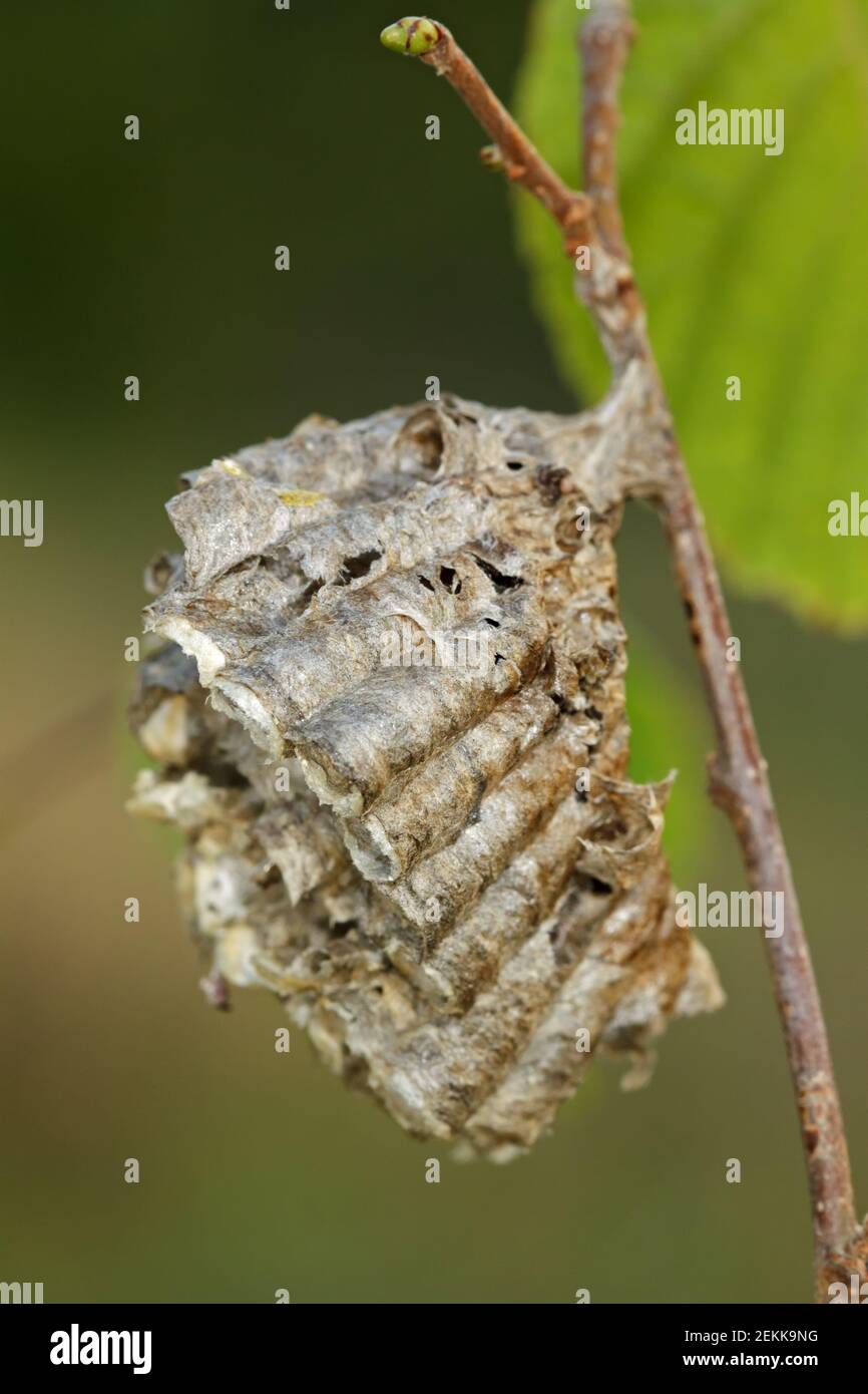 Paper wasp nest hi-res stock photography and images - Alamy