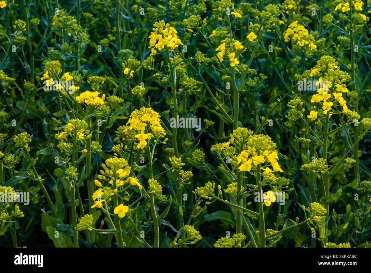 Small yellow young colza flower with green stalks Stock Photo - Alamy