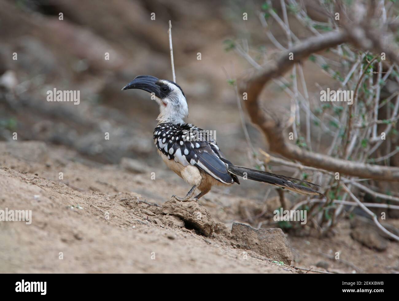 Jacksons lake hi-res stock photography and images - Alamy