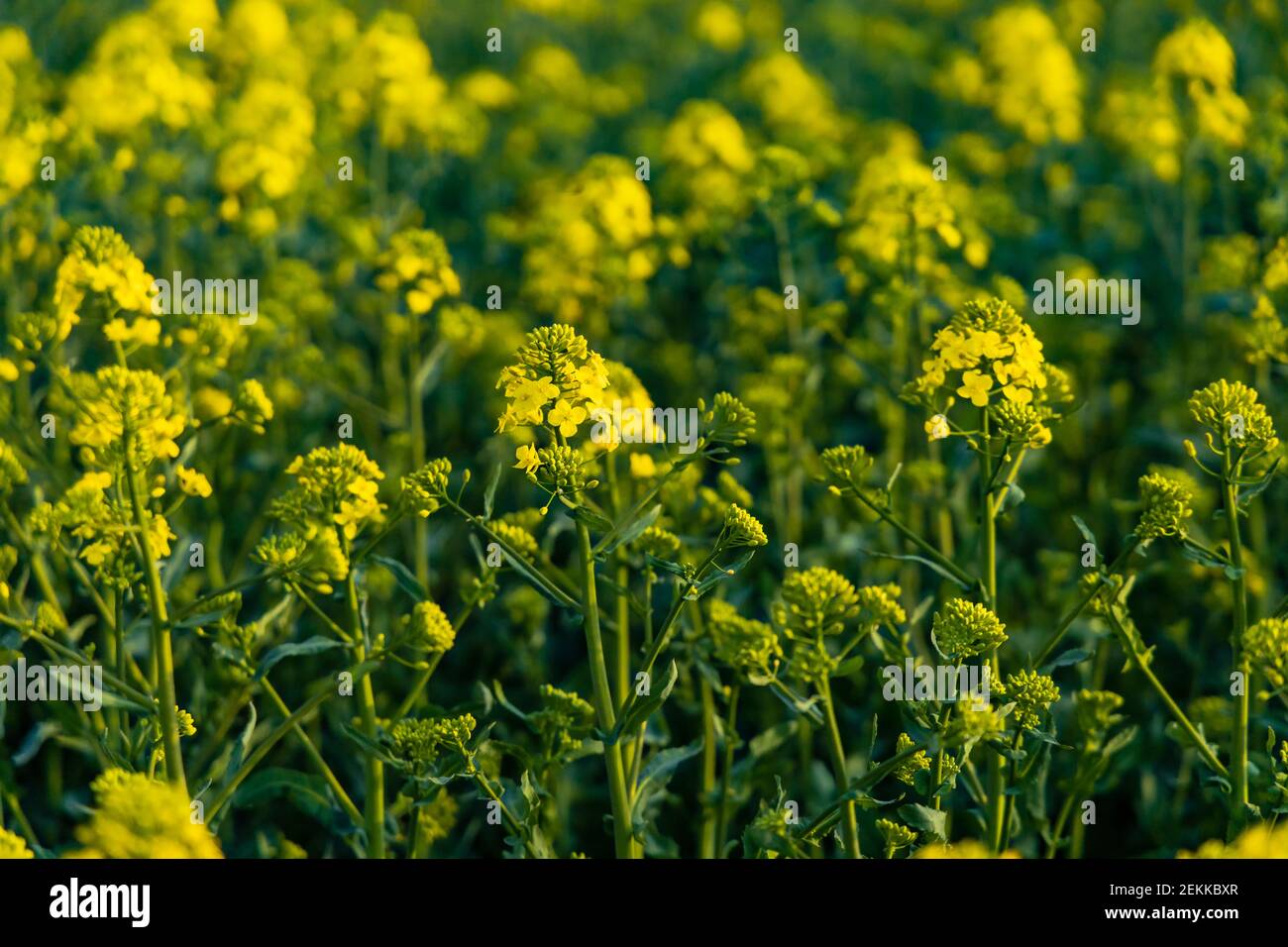 Small yellow young colza flower with green stalks Stock Photo - Alamy