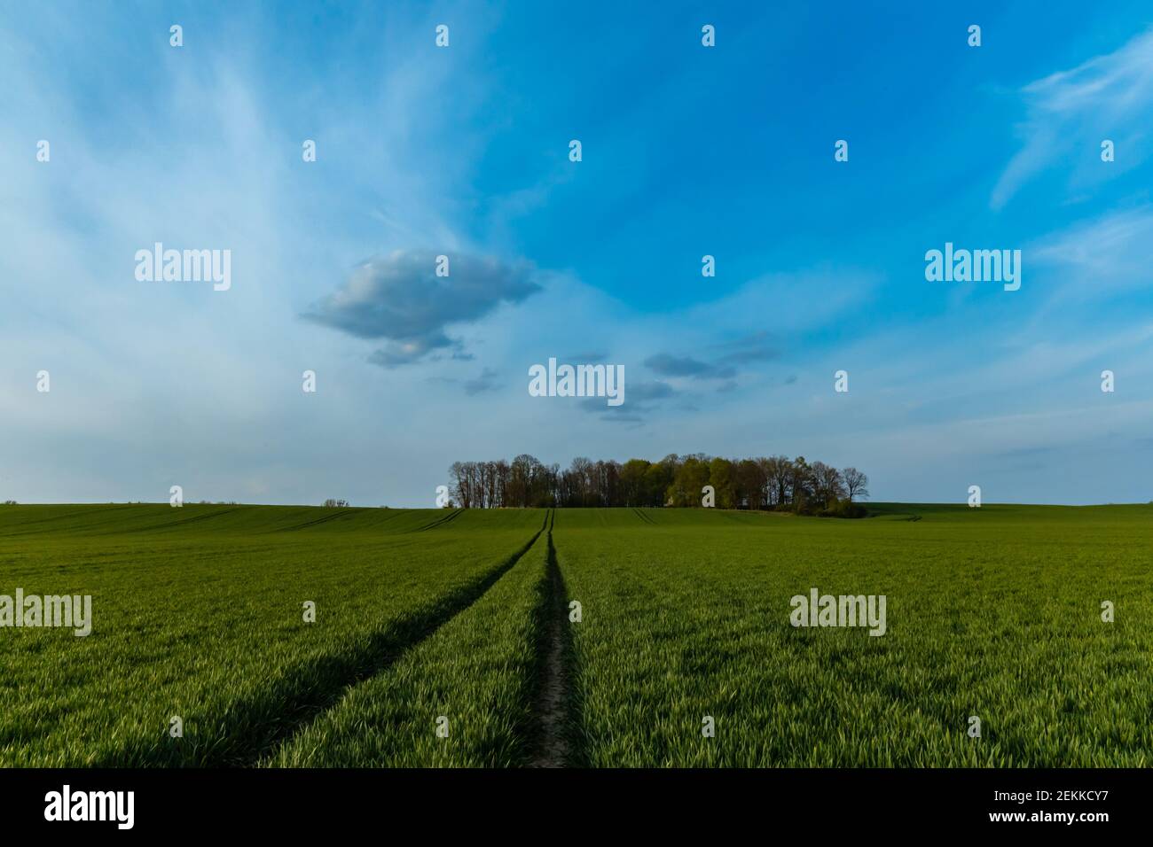 Long path between green fields to small copse Stock Photo - Alamy