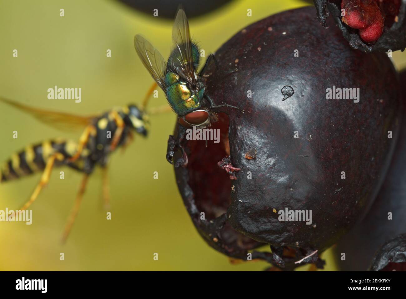 Flying insects hi-res stock photography and images - Alamy
