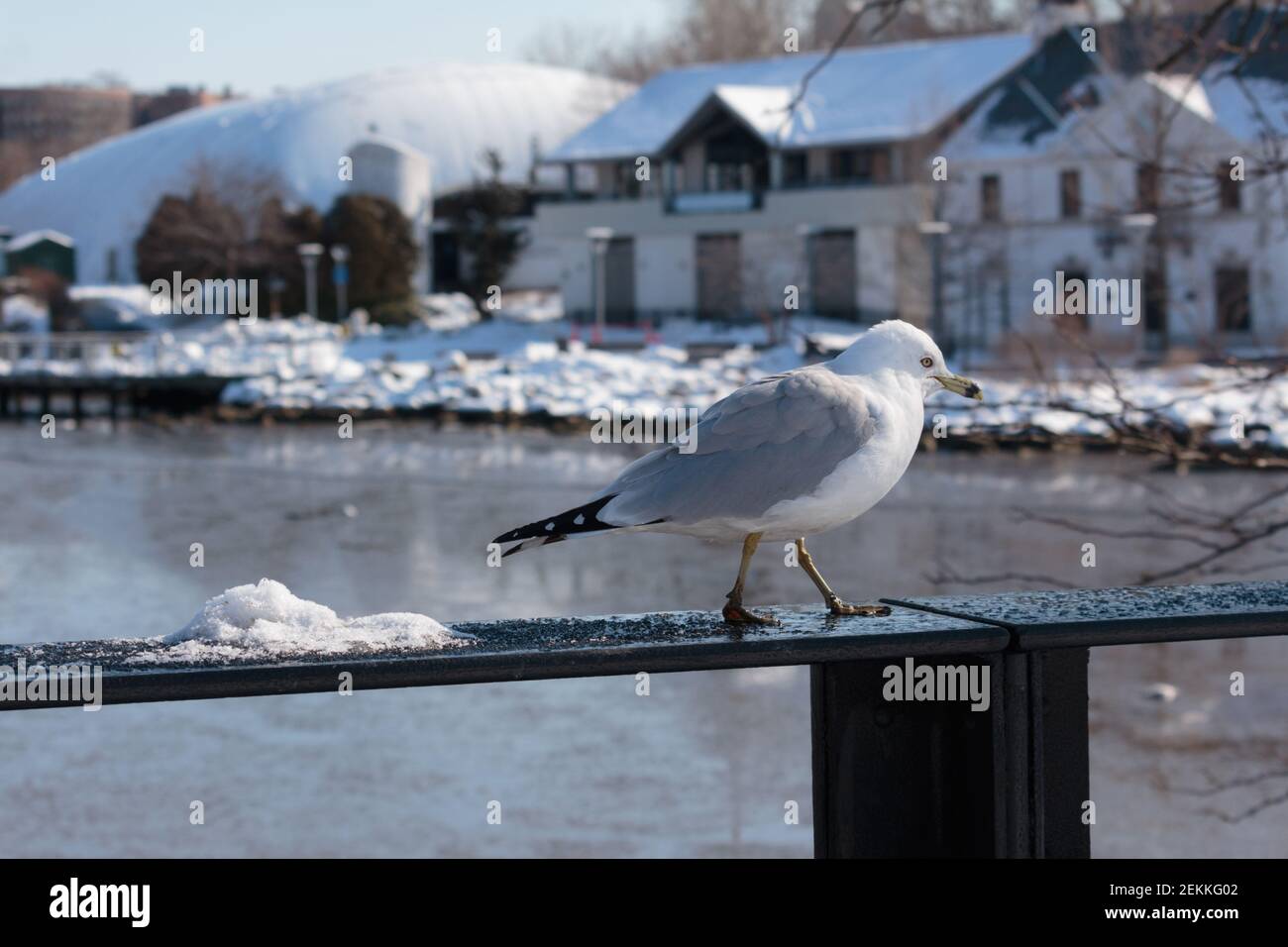 Muscota marsh hi-res stock photography and images - Alamy