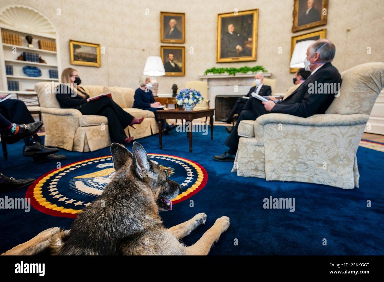 Biden family dog hi-res stock photography and images - Alamy