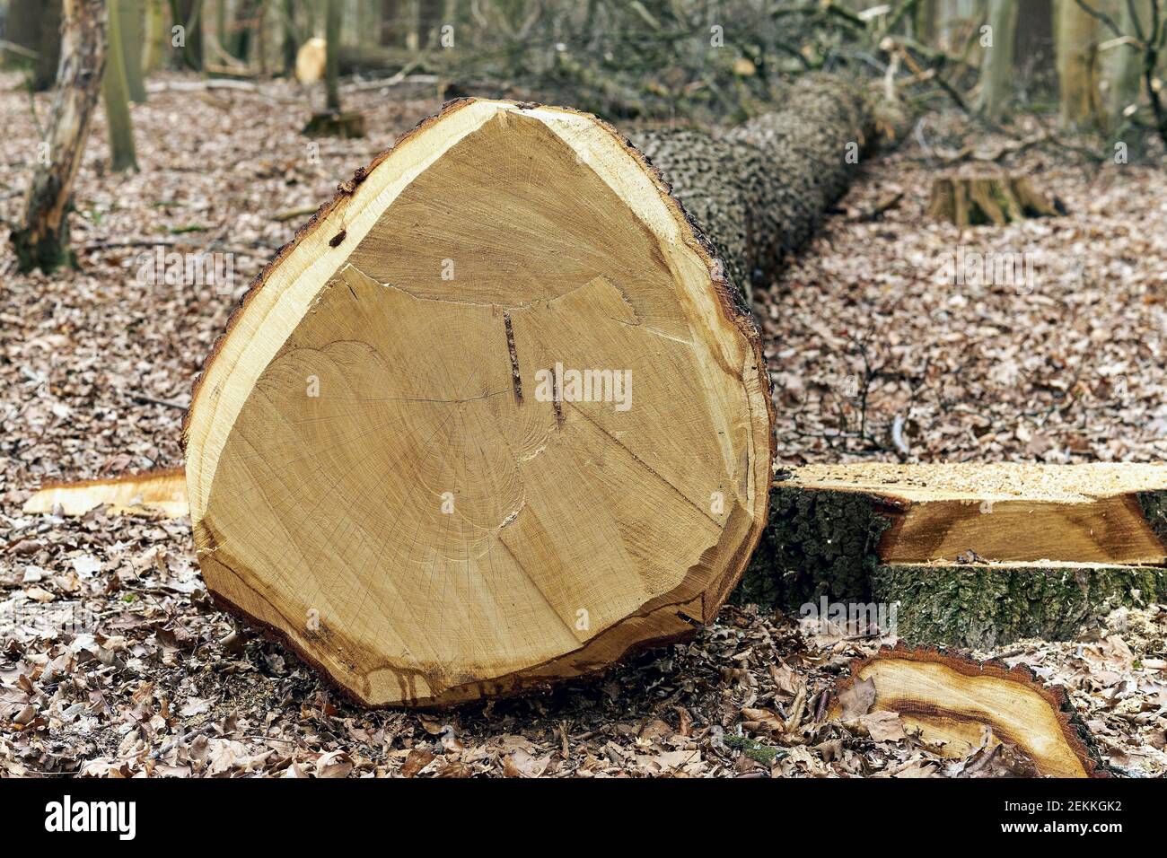 Forestry and logging. European Oak Wood log Stock Photo - Alamy