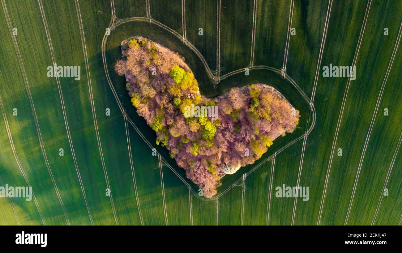 Aerial drone view to copse of love in heart shape at sunset Stock Photo ...